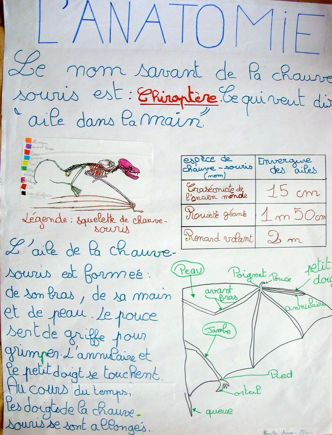 La chauve-souris : un animal discret et méconnu | Le site de la ...