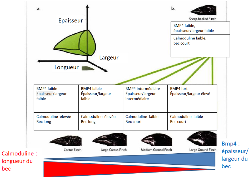 pinsons de darwin svt