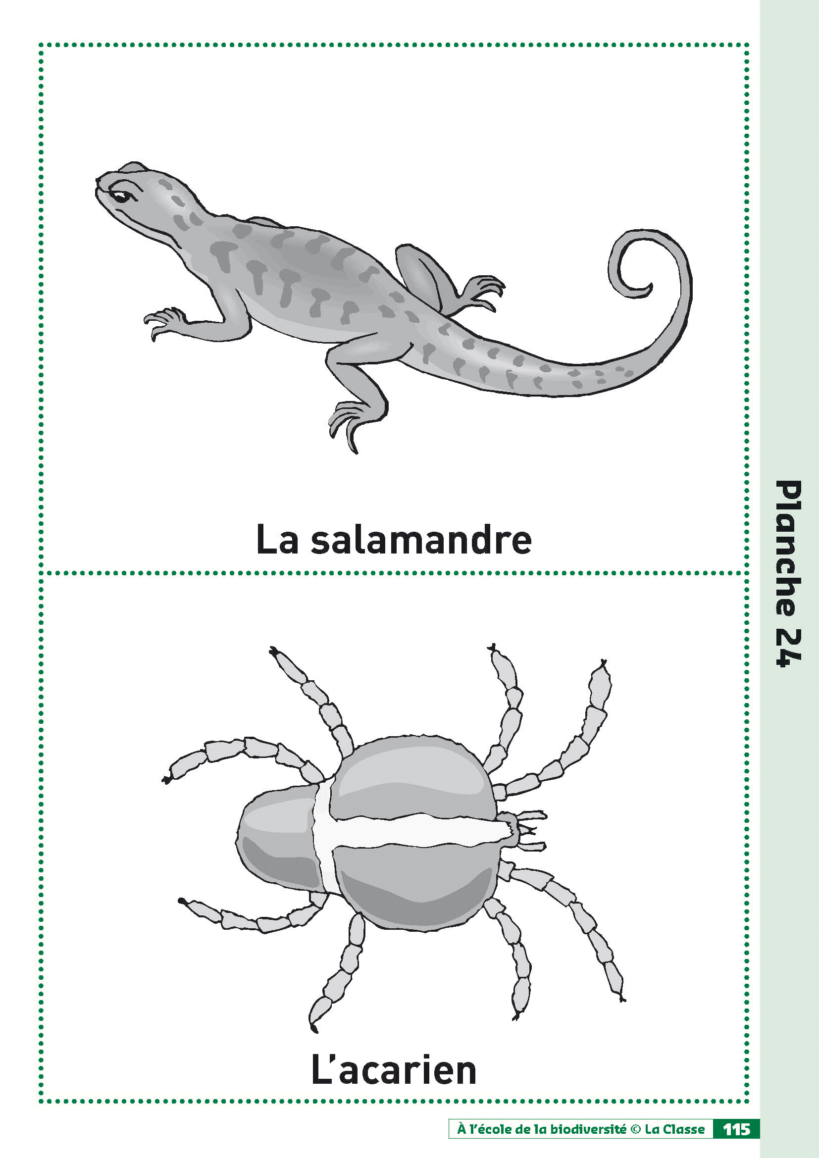 des documentaires sur les animaux