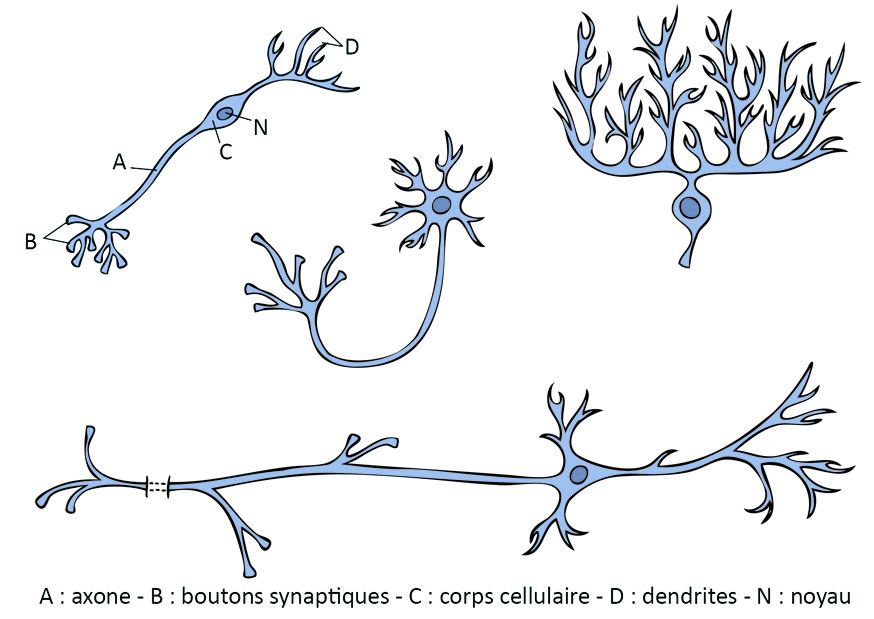 Le neurone | Le site de la Fondation La main à la pâte