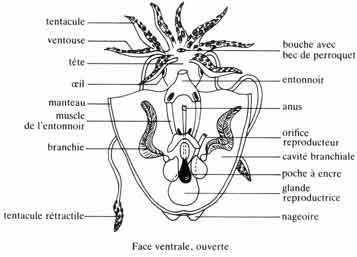 Monographies de quelques animaux | Le site de la Fondation La main à la ...