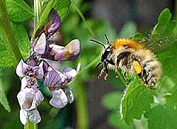 ☑ quels sont les animaux nectarivores