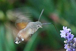 ☑ quels sont les animaux nectarivores