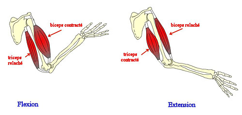 Biologie humaine : fonctions de relation | Le site de la Fondation La ...