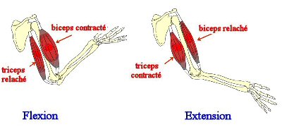 Schéma muscles antagonistes